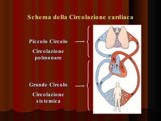 Apparato circolatorio | PPT
