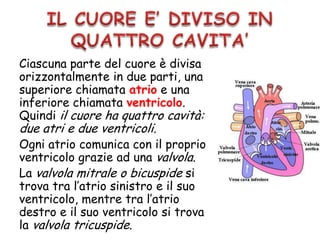 Apparato circolatorio | PPTX