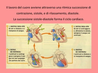 Apparato circolatorio | PPT
