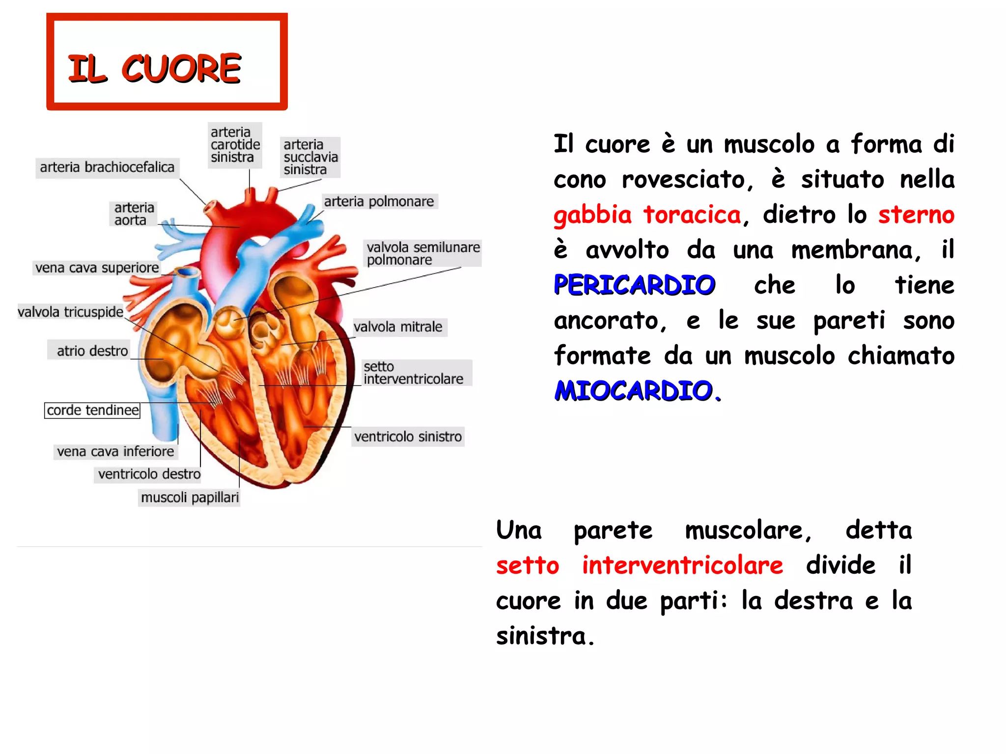 Apparato Circolatorio Diapositive1 | PPT