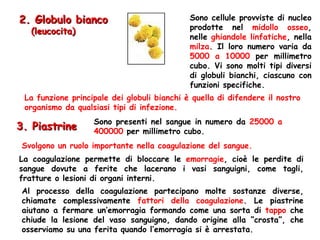 Apparato Circolatorio Diapositive1 | PPT