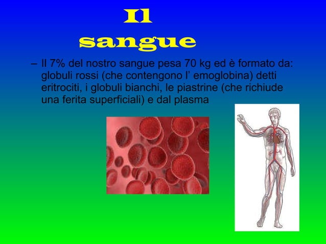 Apparato circolatorio simone | PPT