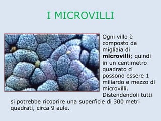 Apparato digerente Nadia | PPT