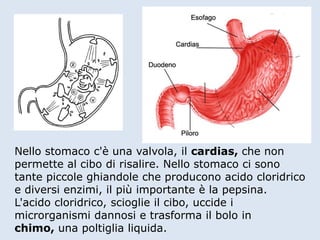 Apparato digerente Nadia | PPT