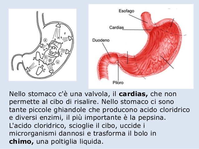 Apparato digerente Nadia