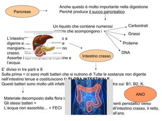Apparato digerente | PPT