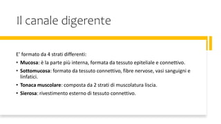 Apparato Digerente - Completo.pptx