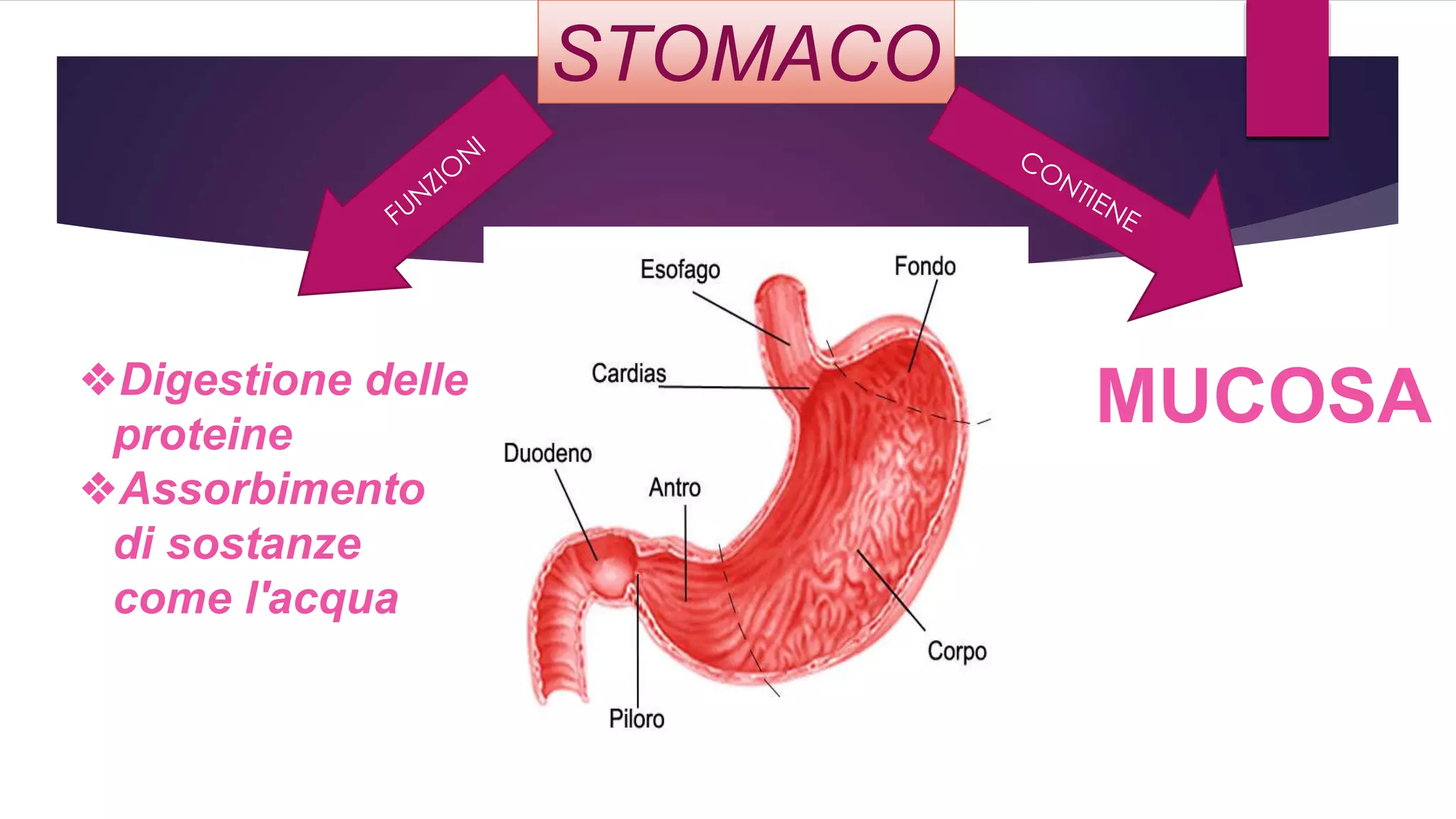 Apparato digerente (birzu rishko scola) | PPTX