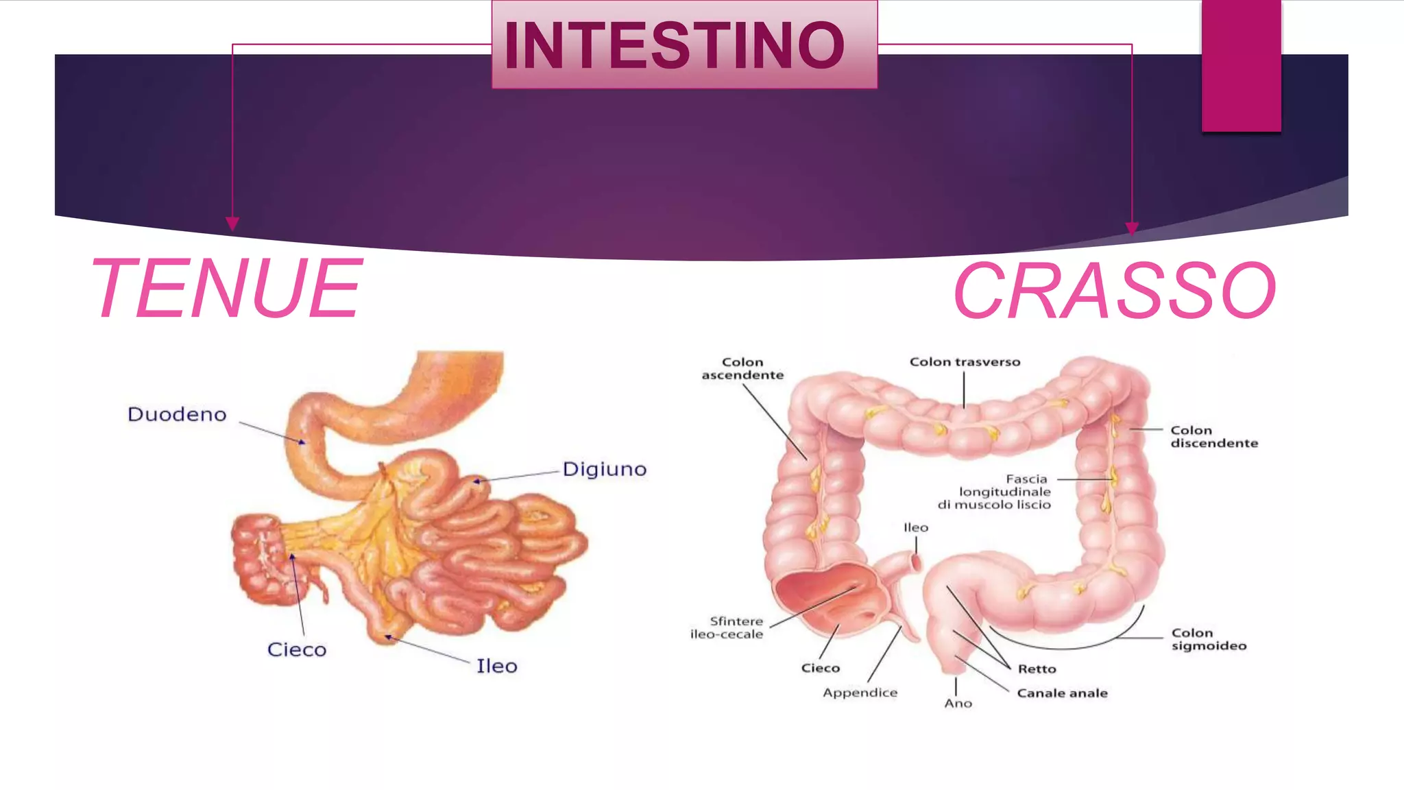 Apparato digerente (birzu rishko scola) | PPT
