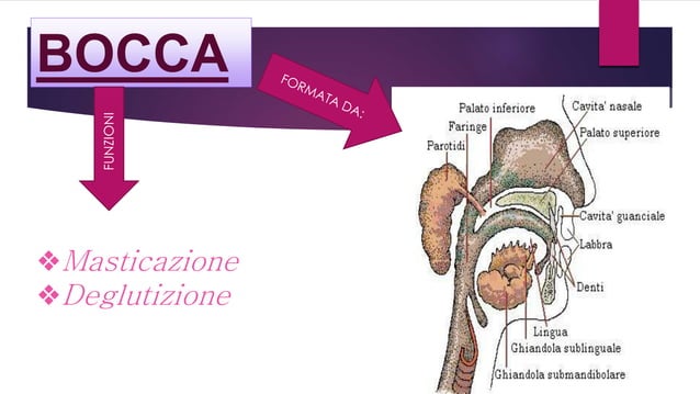 Apparato digerente (birzu rishko scola) | PPTX