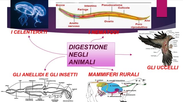 Apparato digerente (birzu rishko scola) | PPTX