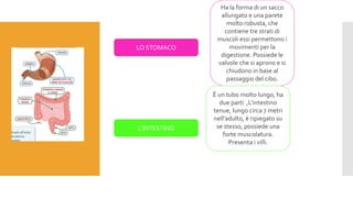 Apparato Digerente per elementari (5a) | PPTX