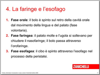 apparato_digerente_zanichelli_fegato.pptx