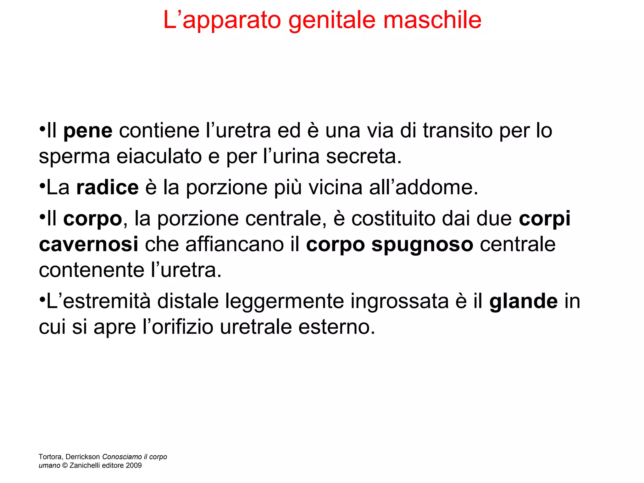 Apparato genitale | PPT