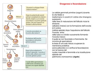 Apparato genitale | PPT
