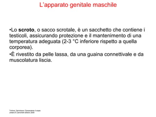 Apparato genitale | PPT