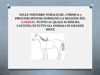 Apparato locomotore | PPT