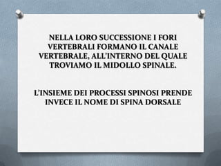 Apparato locomotore | PPT