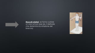 Apparato muscolare_ Mazzotti_Pitingaro_Zannoli_4Bc | PPT