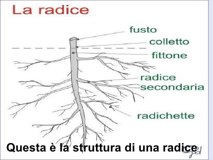 Apparato Radicale