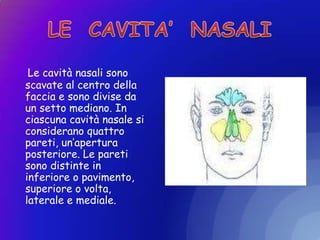 Apparato respiratorio | PPT | Free Download
