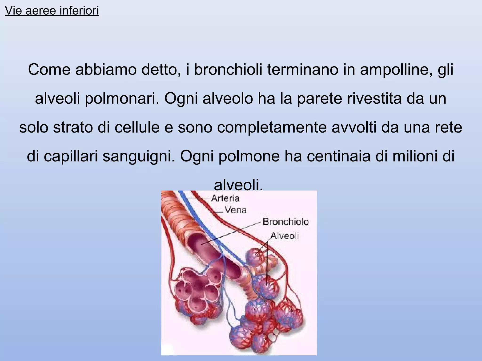 Apparato respiratorio | PPT