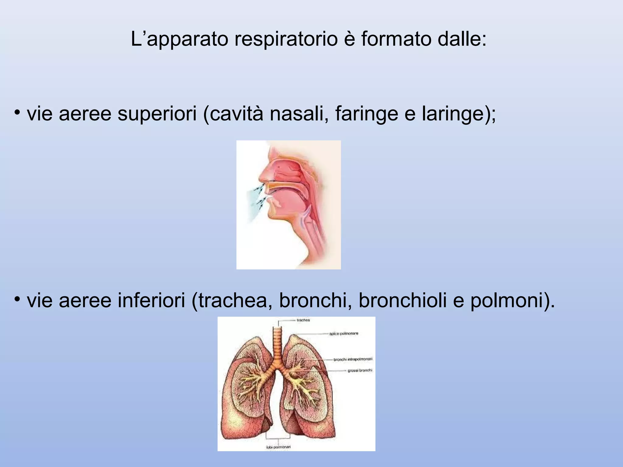 Apparato respiratorio | PPT