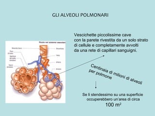Apparato respiratorio | PPT