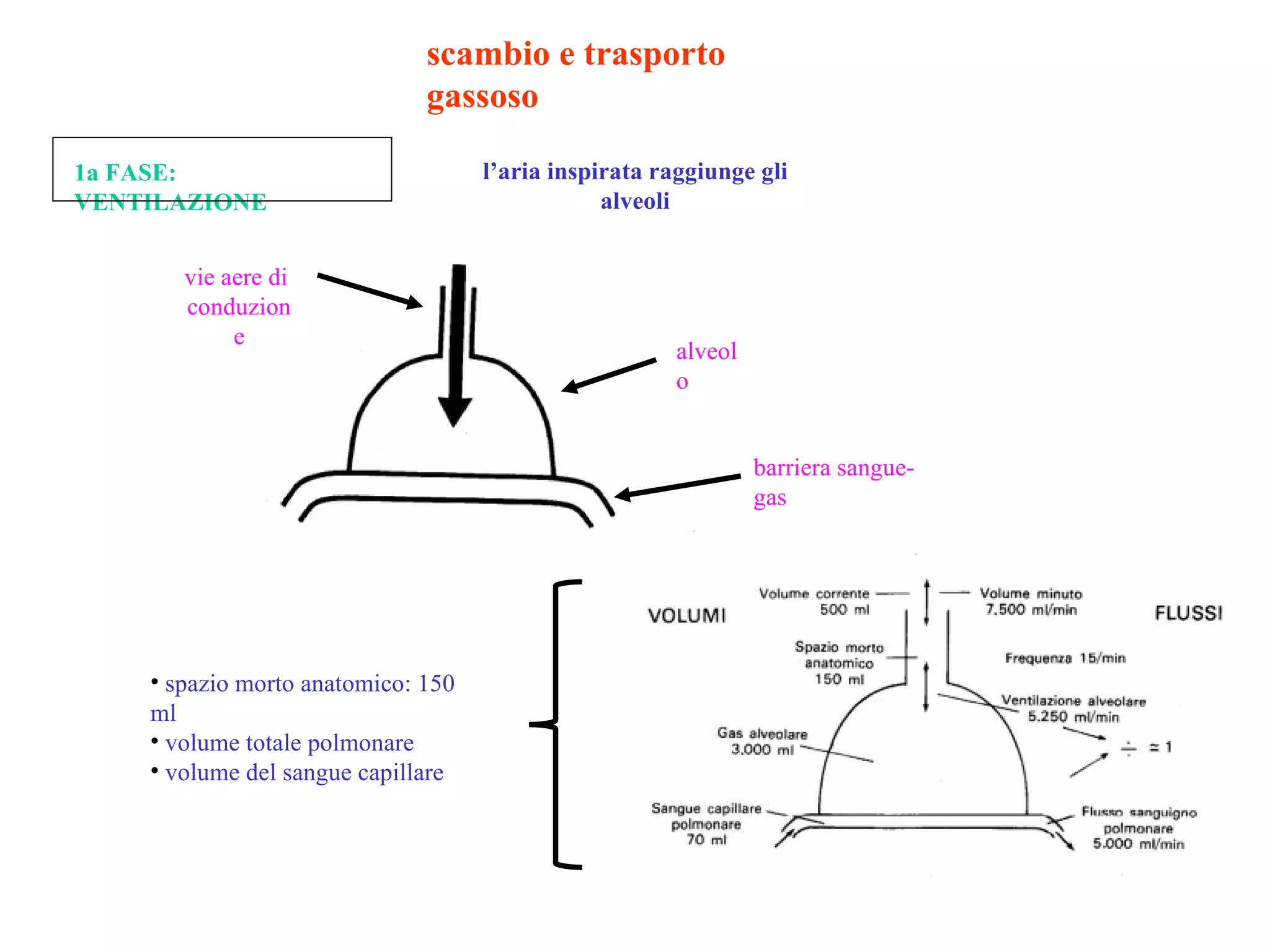 Apparato respiratorio | PPT