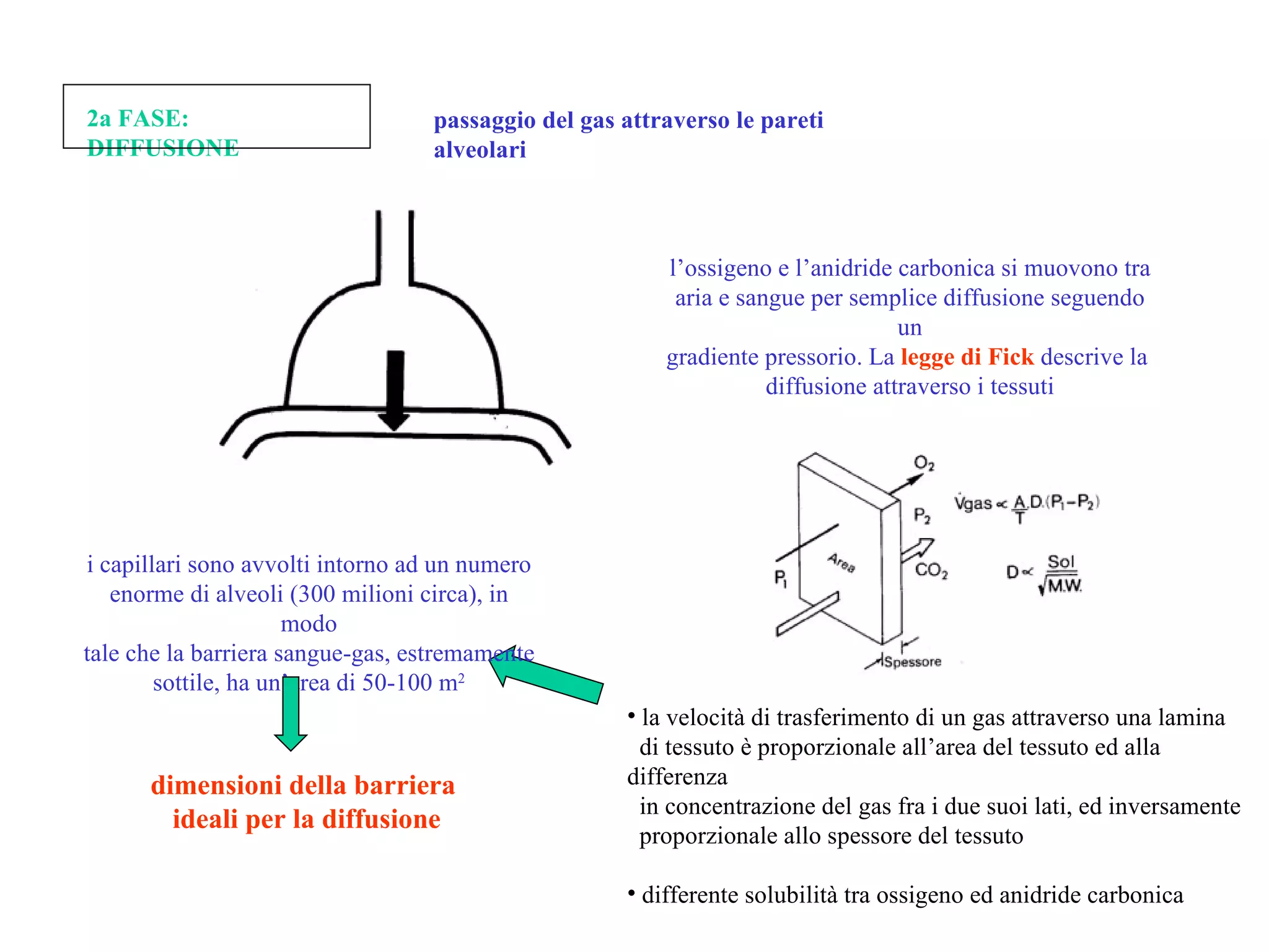 Apparato respiratorio | PPT