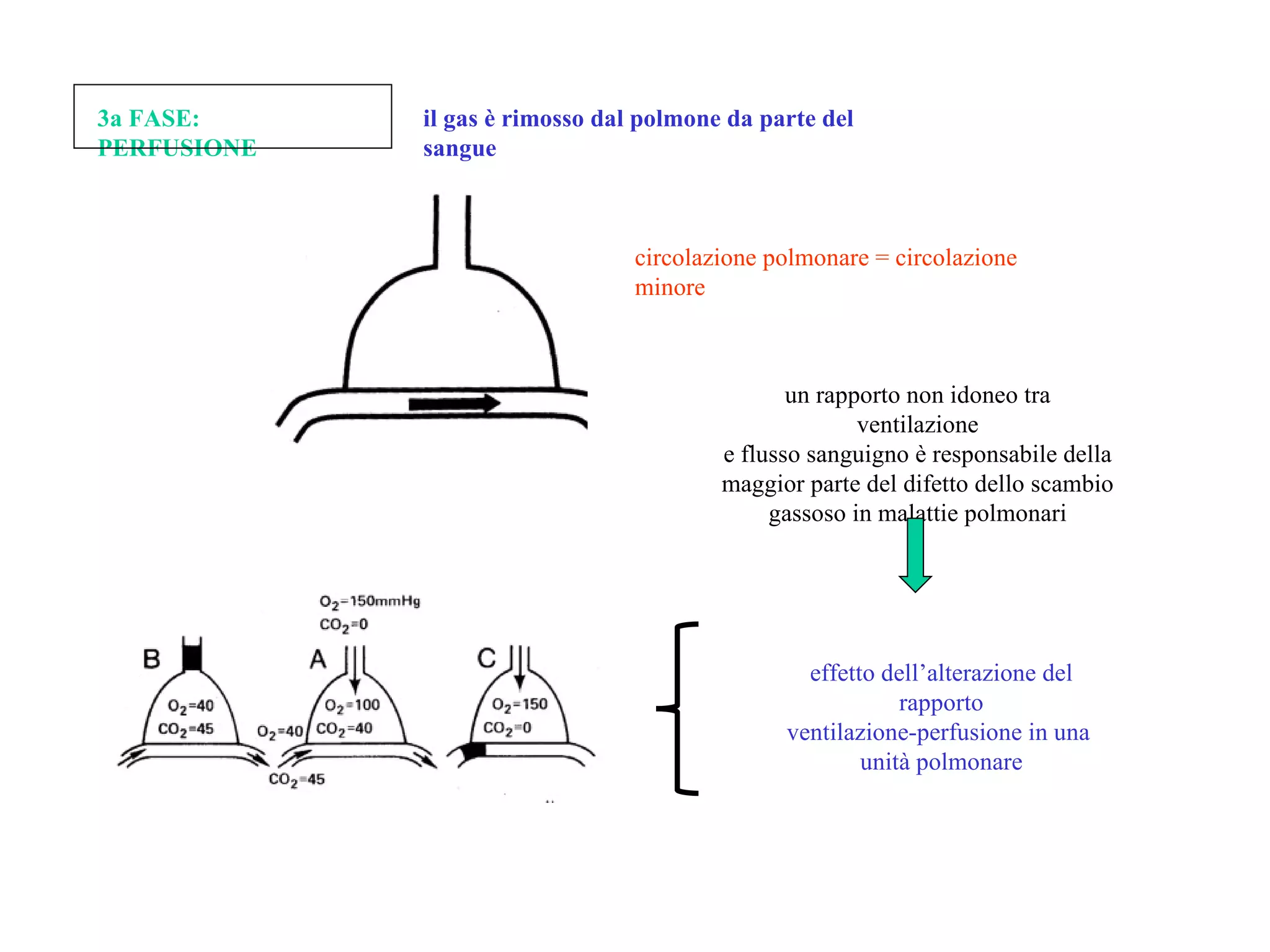 Apparato respiratorio | PPT