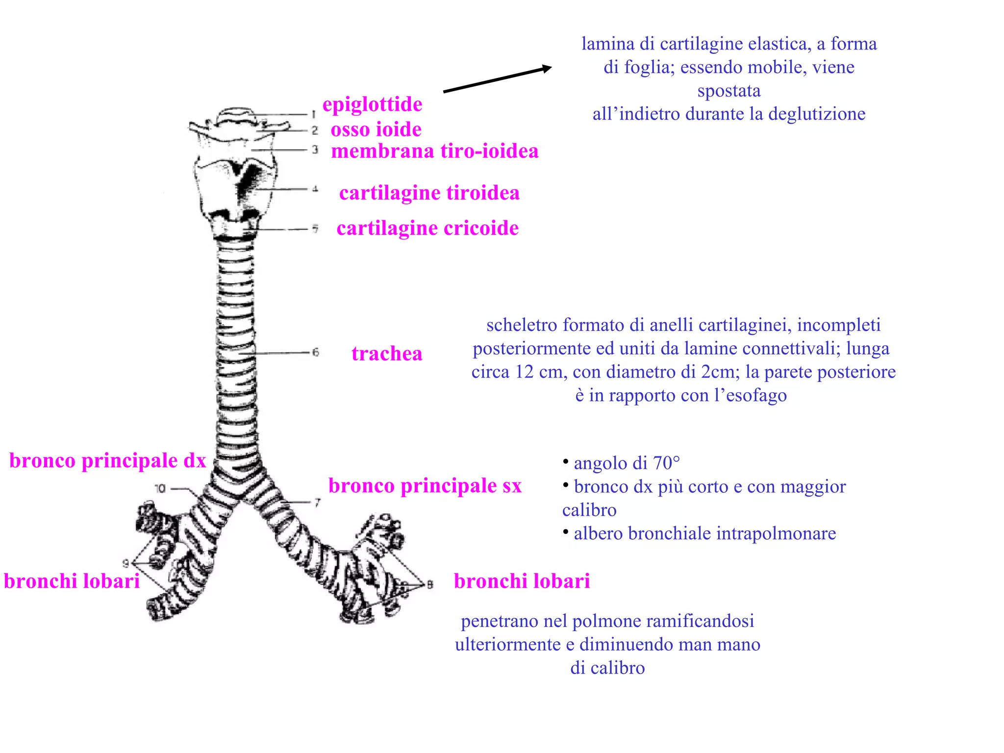Apparato respiratorio | PPT