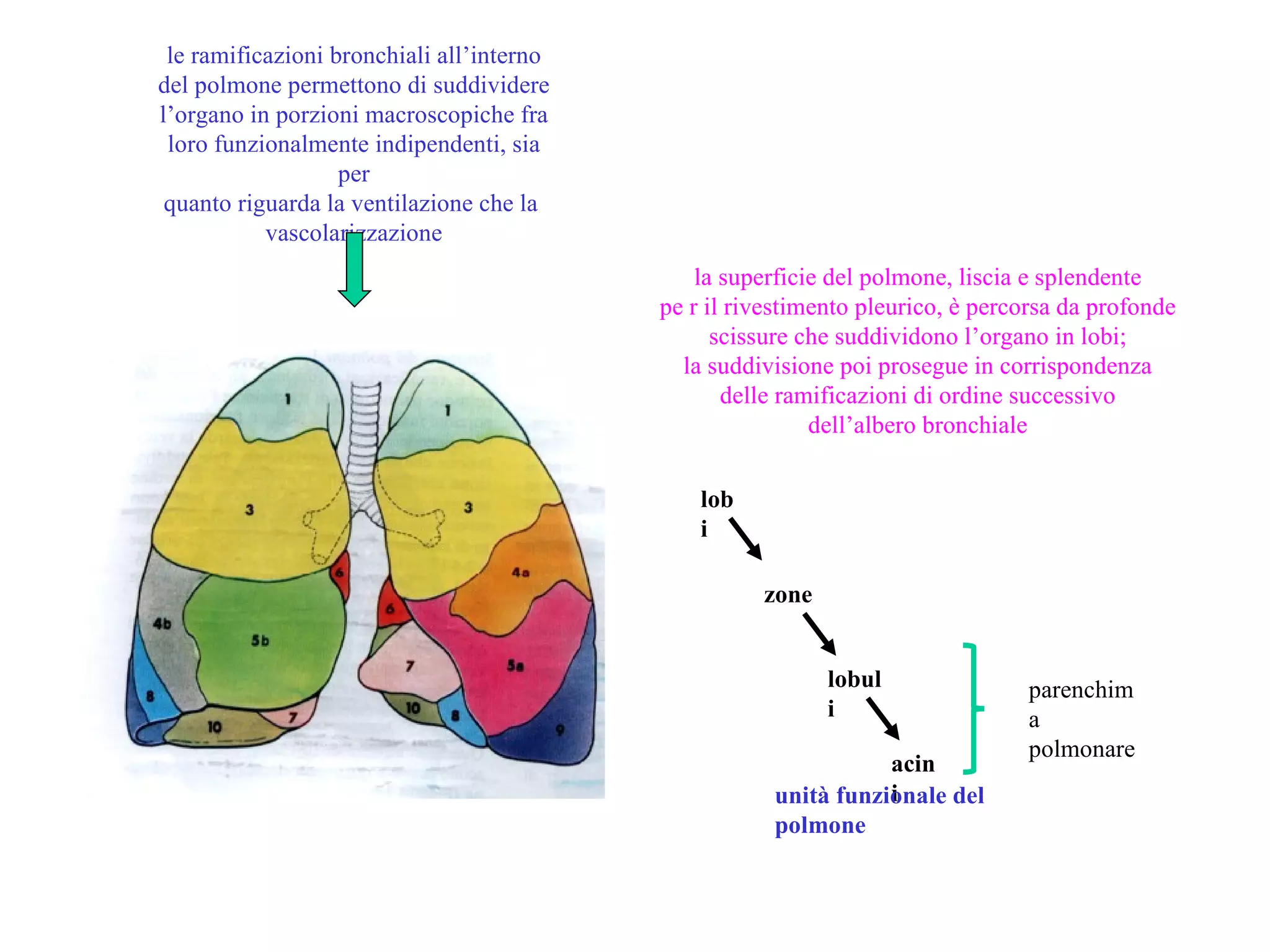 Apparato respiratorio | PPT