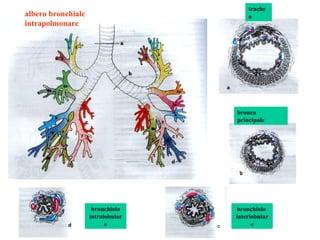 Apparato respiratorio | PPT