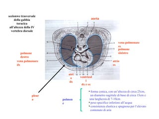 Apparato respiratorio | PPT