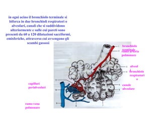 Apparato respiratorio | PPT