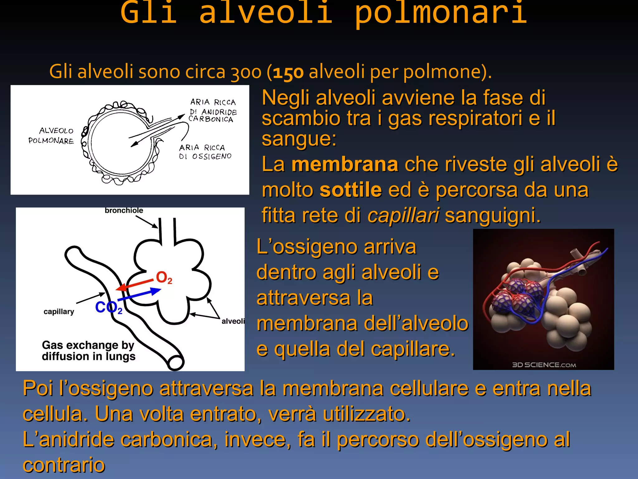 Apparato respiratorio | PPT