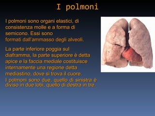 Apparato respiratorio | PPT