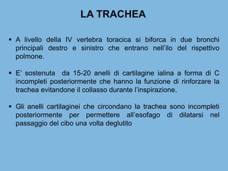 Apparato respiratorio presentazione | PPTX