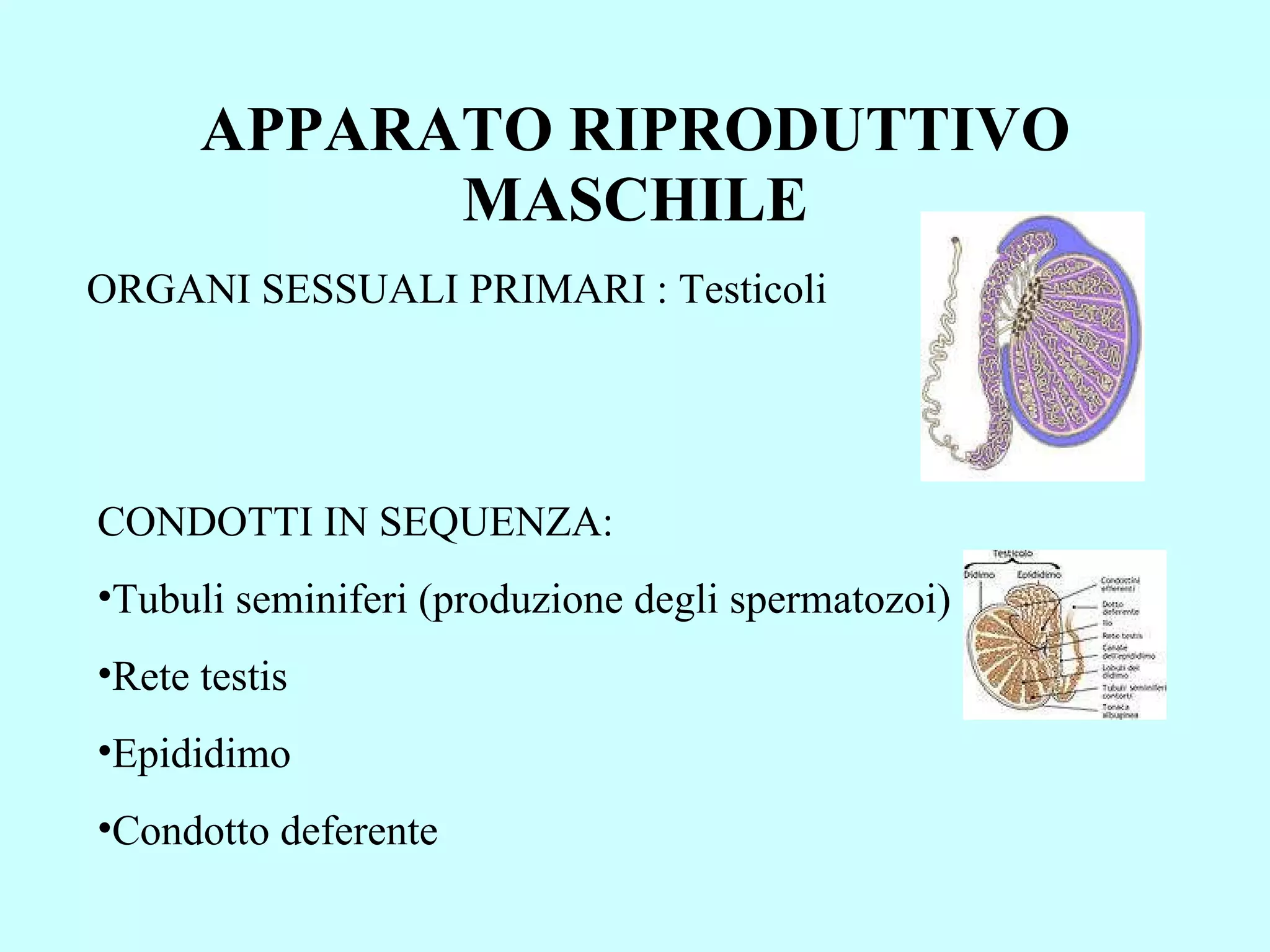 Apparato Riproduttivo Maschile | PPT