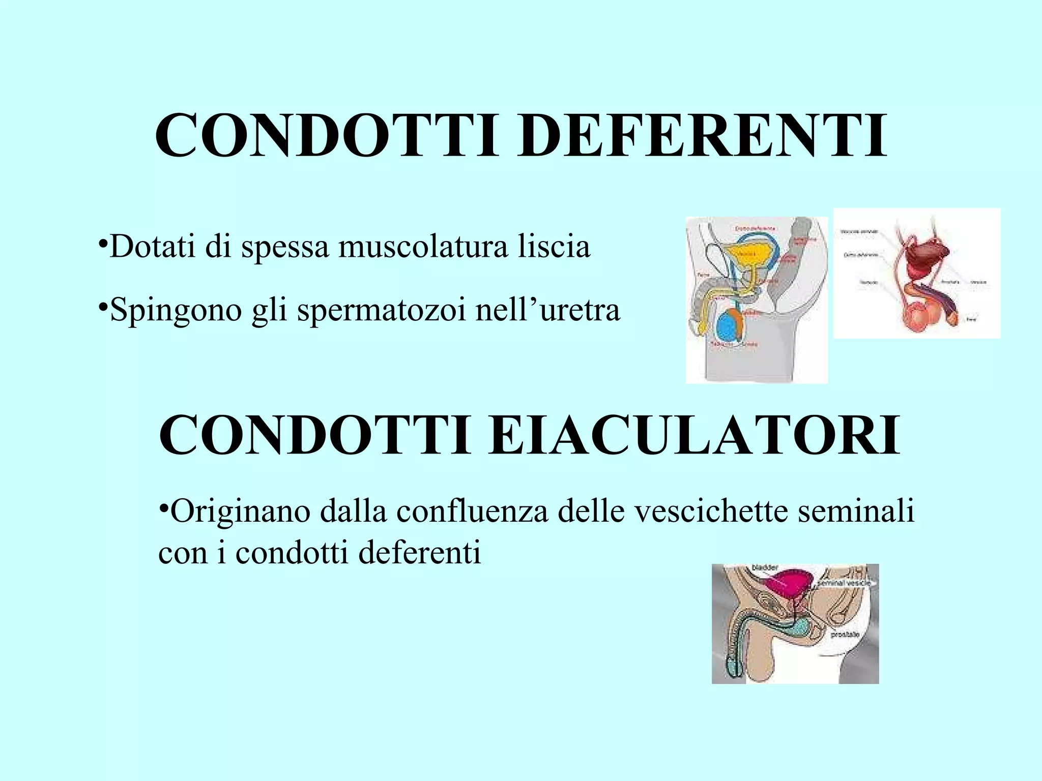 Apparato Riproduttivo Maschile | PPT