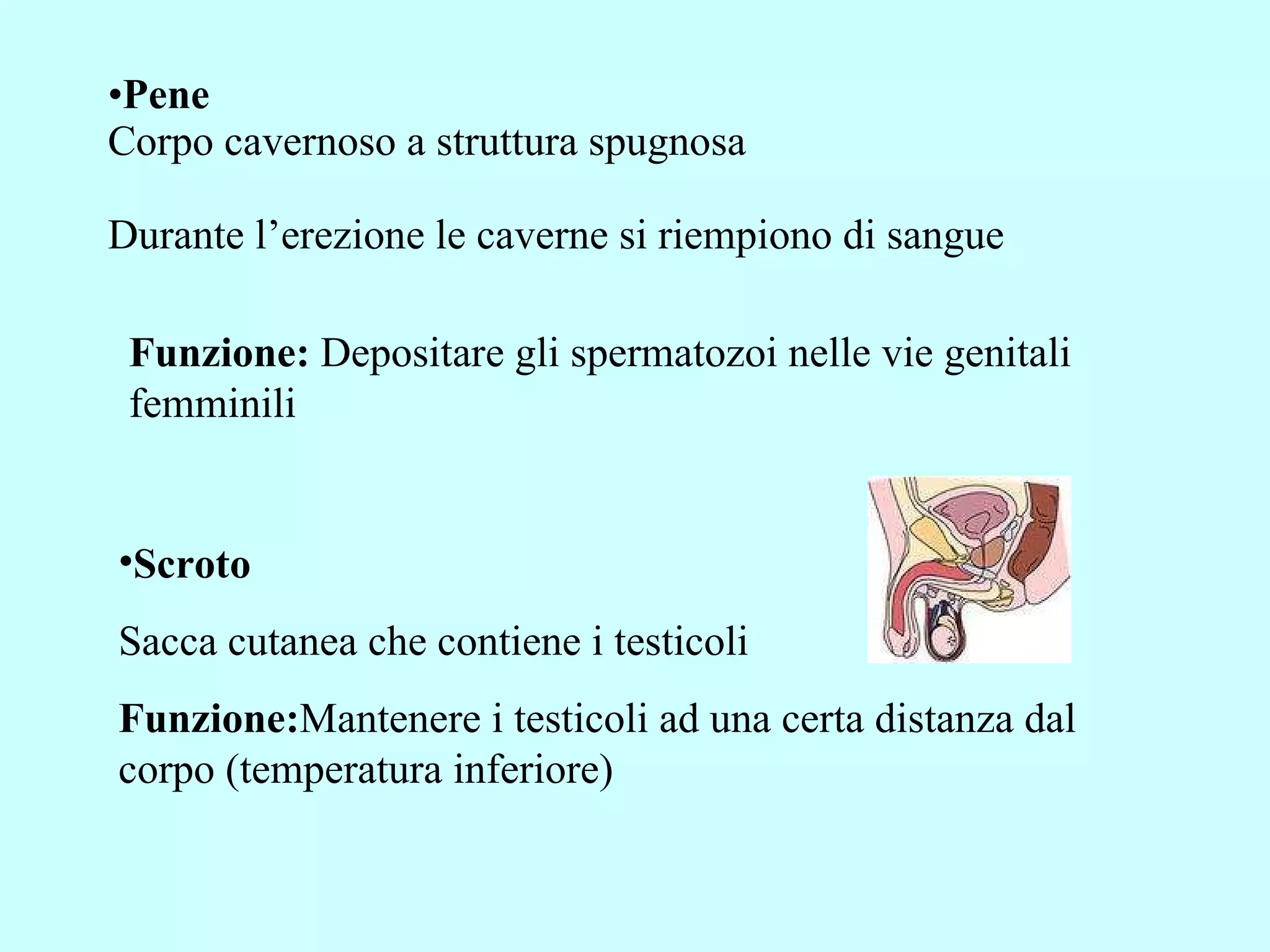 Apparato Riproduttivo Maschile | PPT