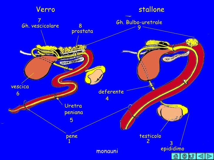 Apparato Riproduttore