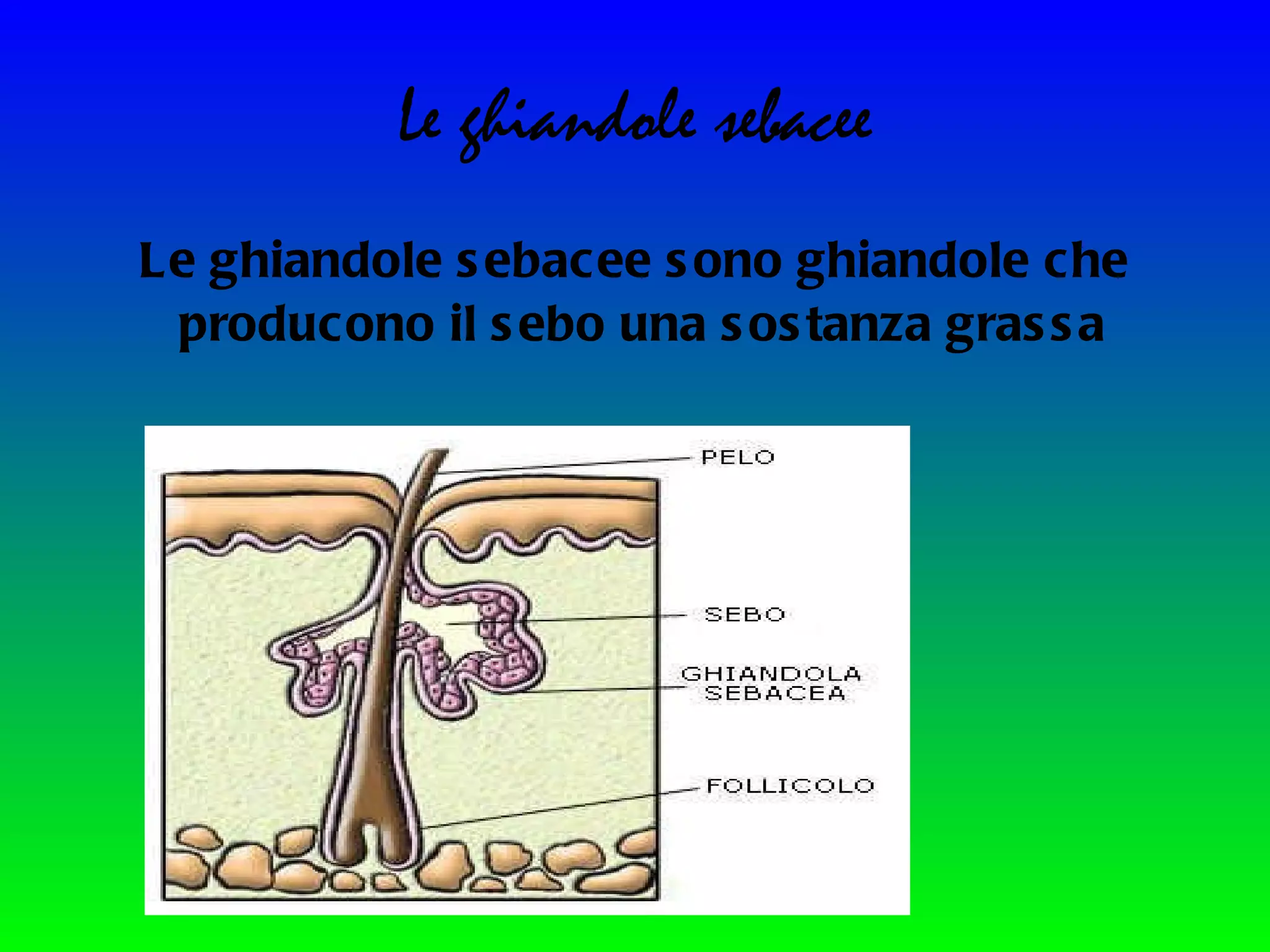 Apparato tegumentario matteo | PPT