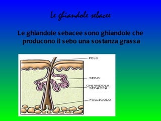 Apparato tegumentario matteo | PPT