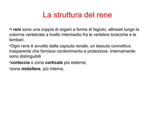 Apparato urinario | PPT