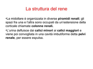 Apparato urinario | PPT