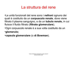 Apparato urinario | PPT