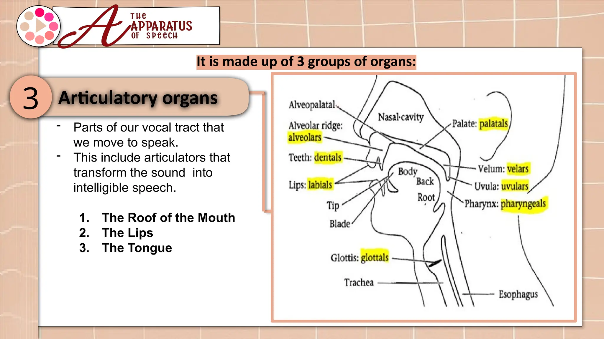 APPARATUS OF SPEECH INTRO TO LINGUISTICS | PPTX