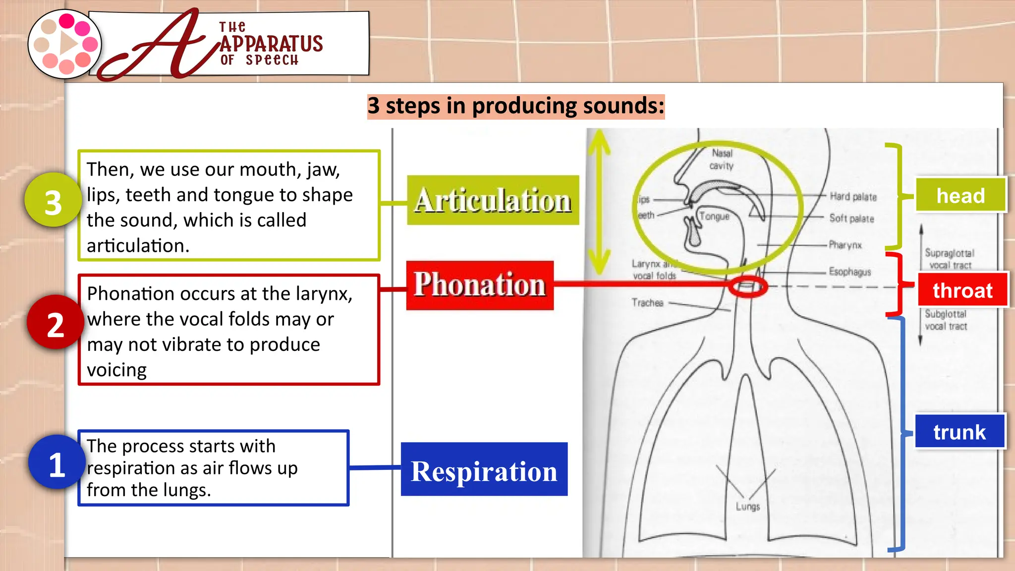 APPARATUS OF SPEECH INTRO TO LINGUISTICS | PPTX